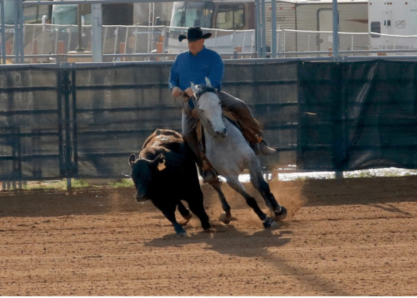 How to Train a Reined Cow Horse Like a Champion