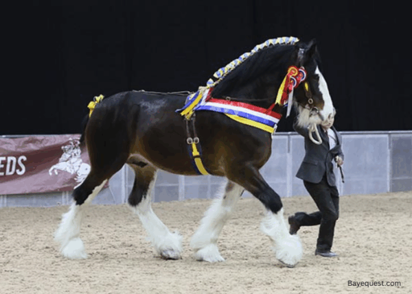 How Much Does a Shire Horse Cost in May 2026?