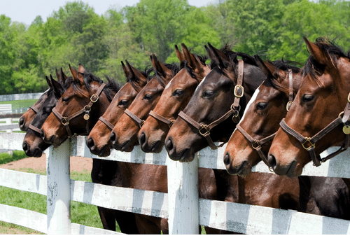 How Much Does a Thoroughbred Horse Cost? - Bay Area Equestrian Network