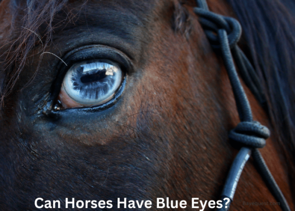 Can Horses Have Blue Eyes? Uncover the Fascinating Truth!
