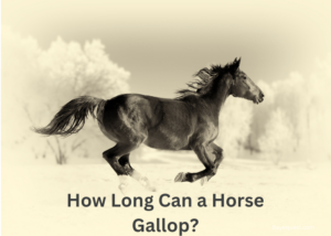 How Long Can a Horse Gallop? Uncover the Limits!