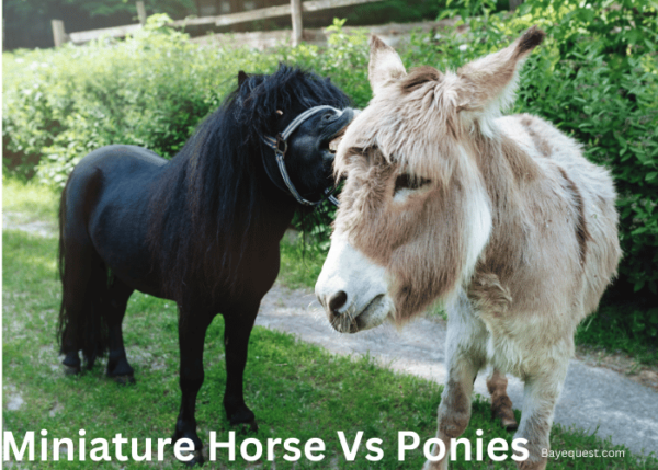 Miniature Horses Vs Ponies: 9 Differences & Similarities