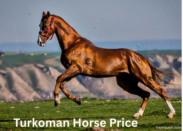 Turkoman Horse Price and Costs in May 2026