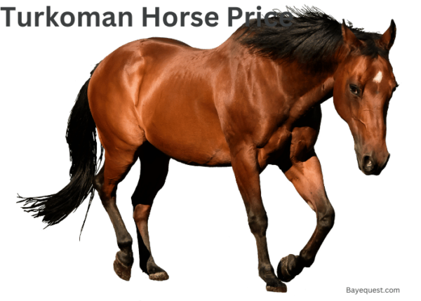 Turkoman Horse Price and Costs in November 2025