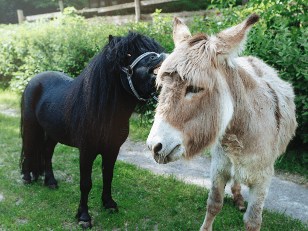 Miniature Horses vs Ponies: Key Traits & Which to Choose? Miniature Horses vs Ponies: Key Traits & Which to Choose?