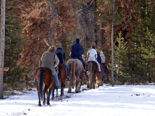 Best Horses for Trail Riding [June 2024 Guide]