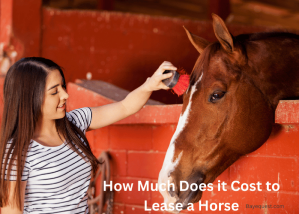 How Much Does it Cost to Lease a Horse? Solved!