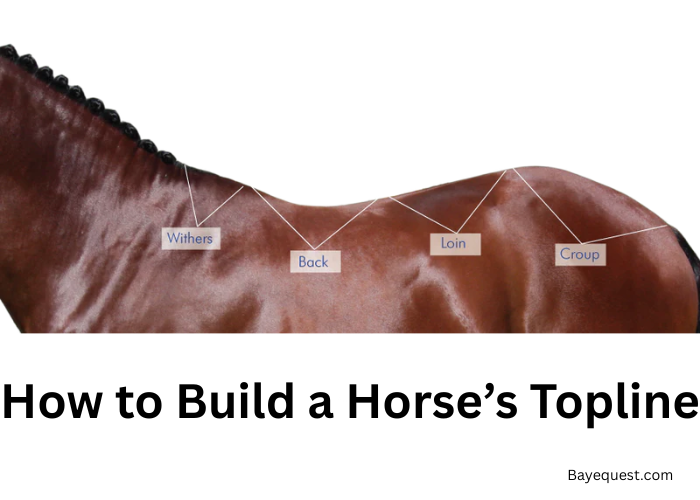 How to Build a Horses Topline in 8 Easy & Practical Ways