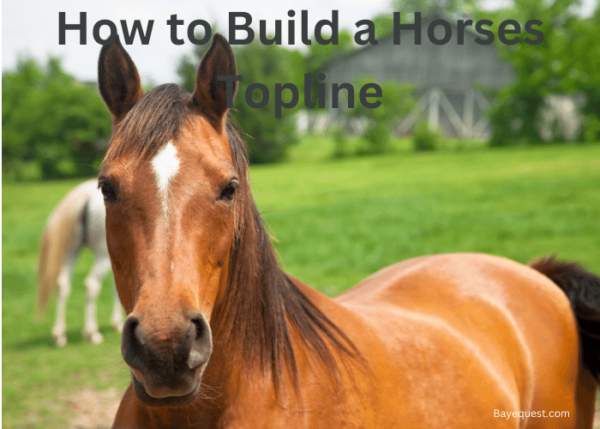 How to Build a Horses Topline in 8 Easy & Practical Ways