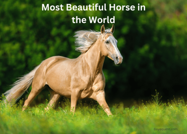 Most Beautiful Horse in the World (18 Cute Horses+Pictures)
