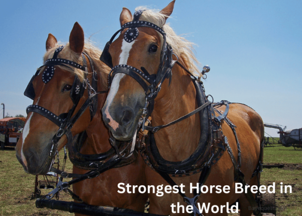 Strongest Horse Breed in the World (13 Breeds with Pictures)
