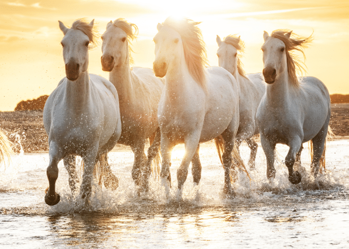 20 White Horse Breeds