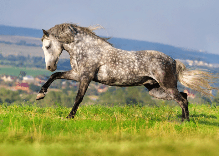 How to Build a Horses Topline in 8 Ways