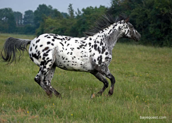 Spotted Horse Breed (14 Beautiful Breeds You Will Love)
