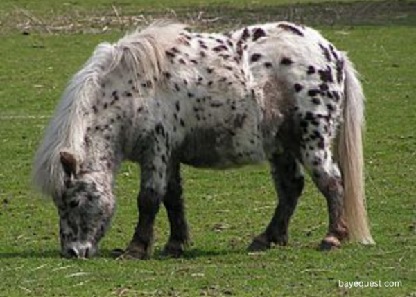Spotted Horse Breed (14 Beautiful Breeds You Will Love)
