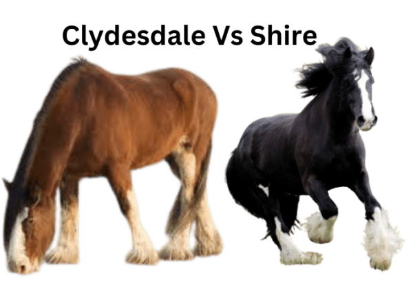 Clydesdale Vs Shire (7 Key Differences and Similarities)