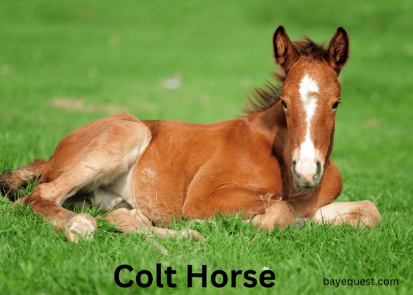 What is a Colt Horse?: Meaning, Definition & Characteristics