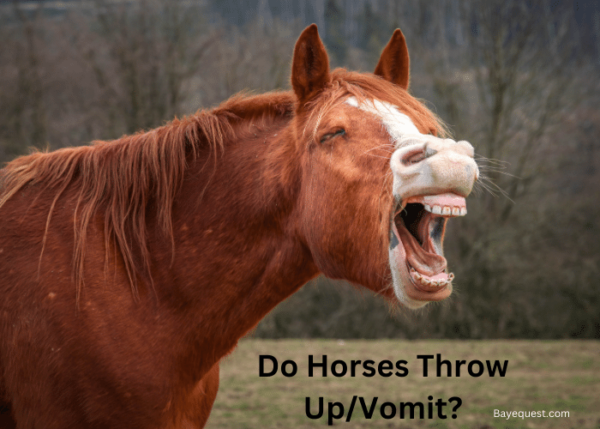 Do Horses Throw Up/Vomit? Find Out Now!