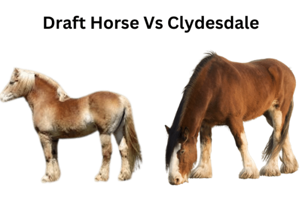 Draft Horse Vs Clydesdale: Find Out the Difference?