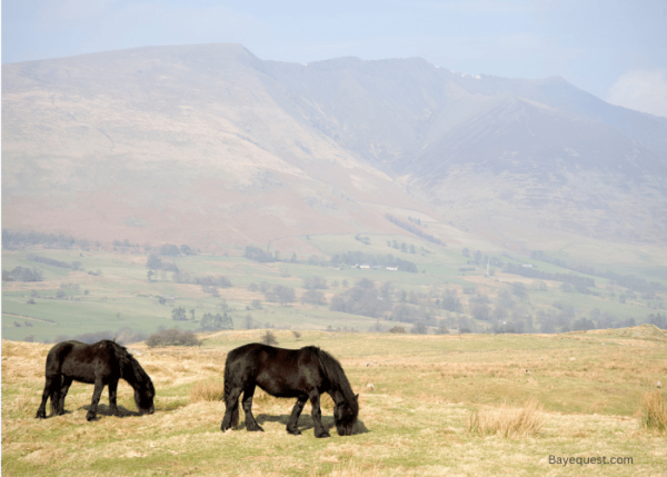 24 Black Horse Breeds You Will Love With Images