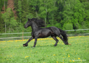 31 Warmblood Horse Breeds You Will Love