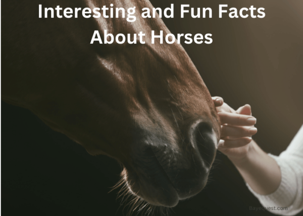 63 Interesting and Fun Facts About Horses