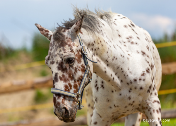 Spotted Horse Breed (14 Beautiful Breeds You Will Love)
