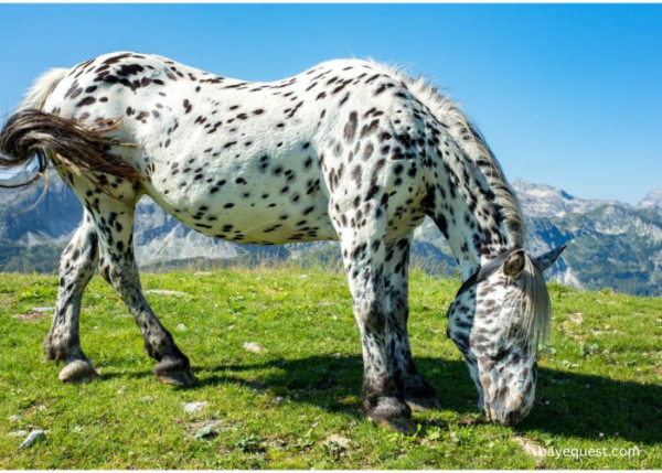 Spotted Horse Breed (14 Beautiful Breeds You Will Love)