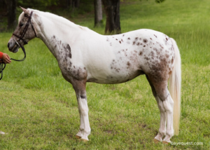 Spotted Horse Breed (14 Beautiful Breeds You Will Love)