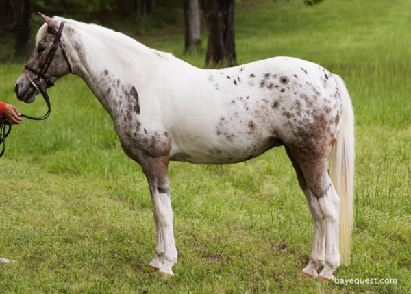 Spotted Horse Breed (14 Beautiful Breeds You Will Love)