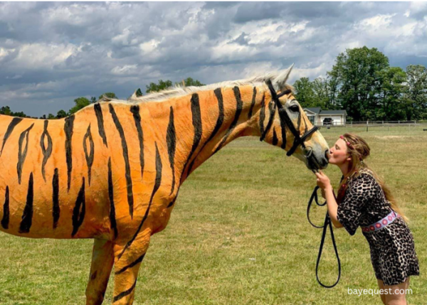 Spotted Horse Breed (14 Beautiful Breeds You Will Love)