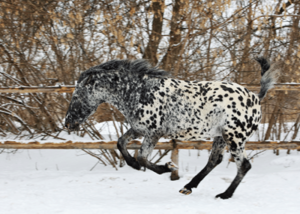 Spotted Horse Breed (14 Beautiful Breeds You Will Love)