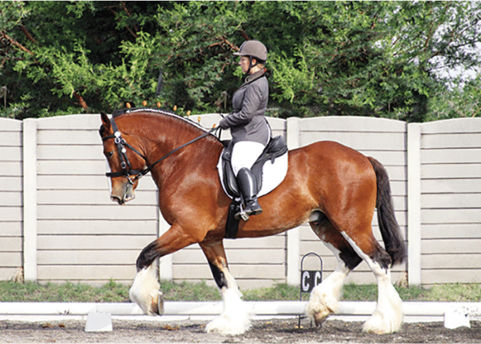 Can You Ride a Clydesdale? Find Out Now!