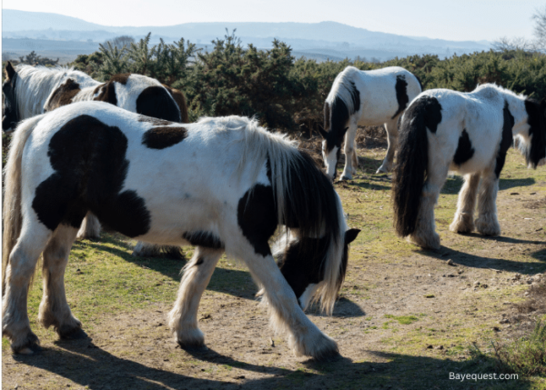 What is a Cob Horse? History, Characteristics and Types