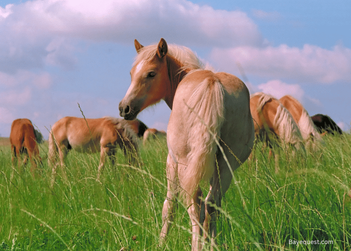 What is a Filly Horse? Meaning & 7 Fun Facts About Fillies