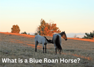 What is a Blue Roan Horse? Find Out Now!