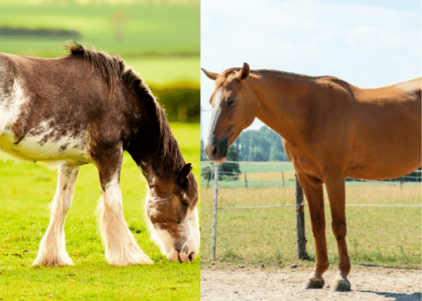 Clydesdale Size Vs Regular Horse (Detailed Comparison Guide)