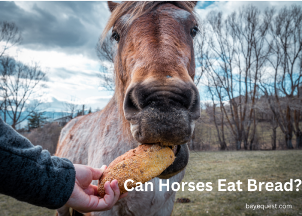 Can Horses Eat Bread? Let's Find Out Now
