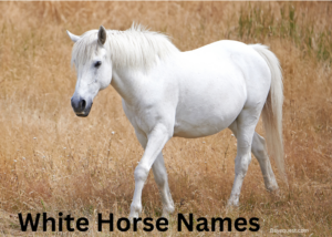 300+ Best White Horse Names That You Will Love + Meanings