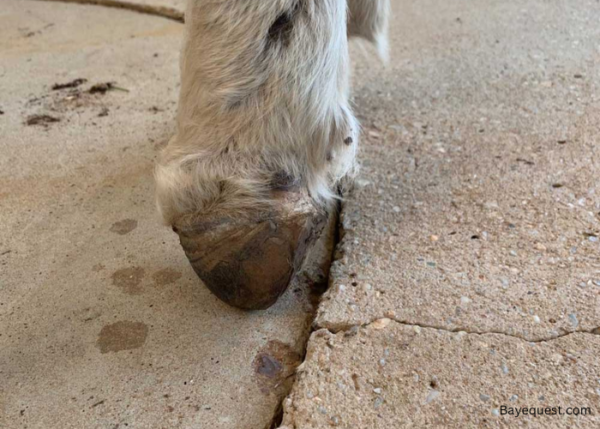 Baby Horse Hooves: Essential Care Tips for Healthy Foal Feet