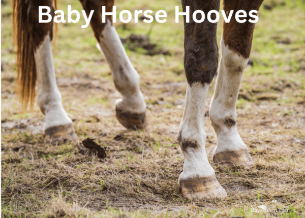 Baby Horse Hooves: Essential Care Tips for Healthy Foal Feet
