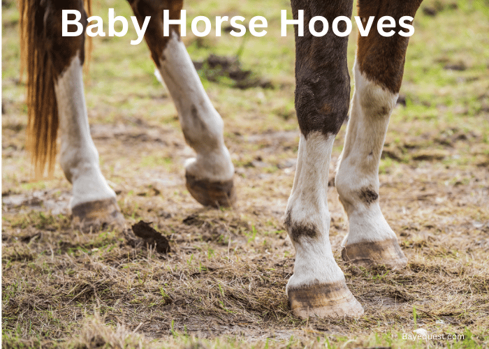 Baby Horse Hooves: Essential Care Tips for Healthy Foal Feet