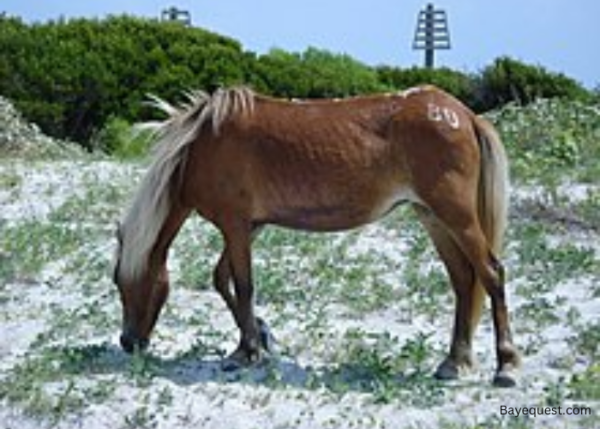 22 Rarest Horse Breed in the World that Will Fascinate You