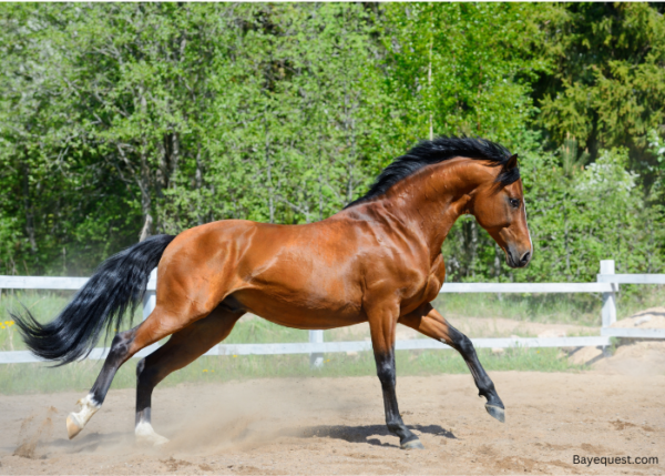 430+ Perfect Bay Horse Names: Unique, Elegant and Fun Ideas