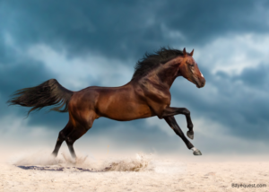 430+ Perfect Bay Horse Names: Unique, Elegant and Fun Ideas