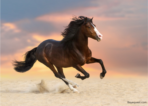 430+ Perfect Bay Horse Names: Unique, Elegant and Fun Ideas