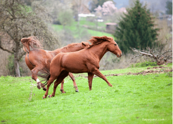 7 Best Horse Insurance Companies in 2025