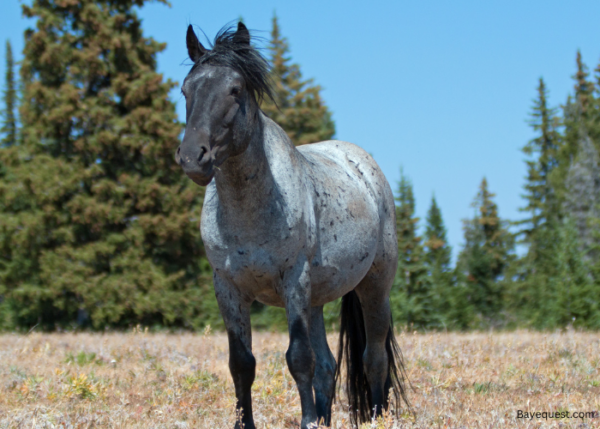 330+ Unique &Creative Blue Roan Horse Names for Your Equine