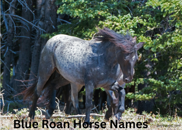330+ Unique &Creative Blue Roan Horse Names for Your Equine