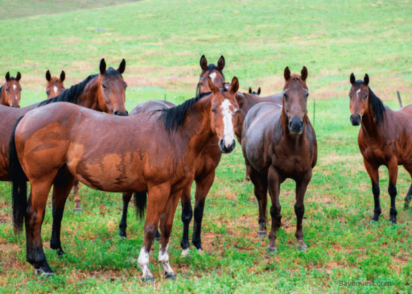 Bronco vs Mustang Horses: 10 Differences and Similarities